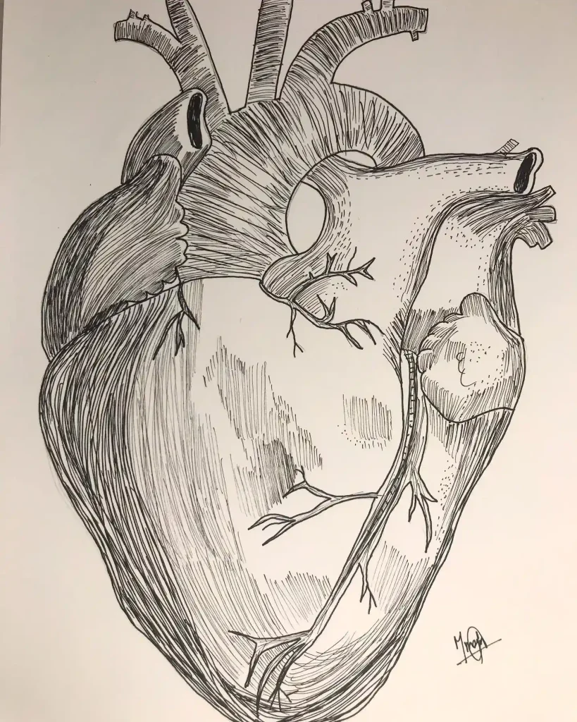 19 Human Heart Drawing Ideas: The Ultimate Guide to Anatomical ...