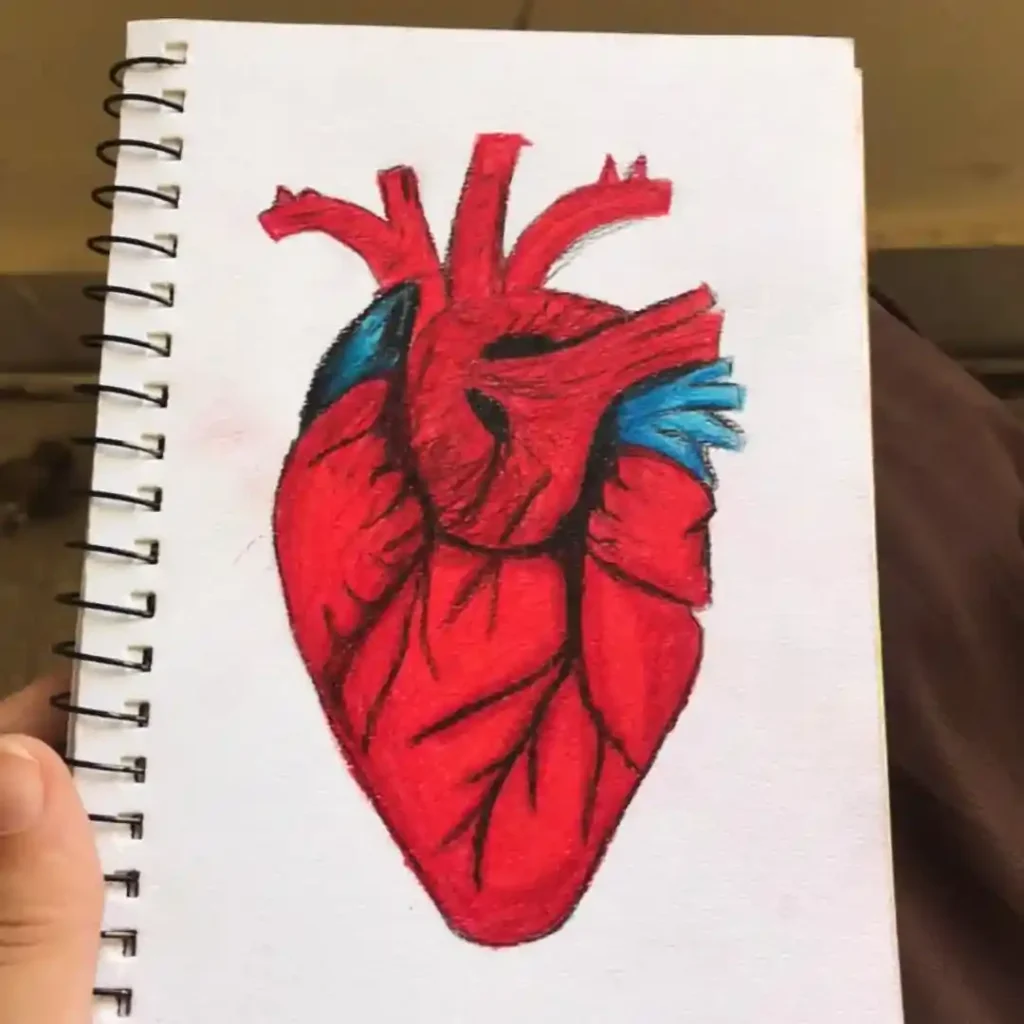 19 Human Heart Drawing Ideas: The Ultimate Guide to Anatomical ...