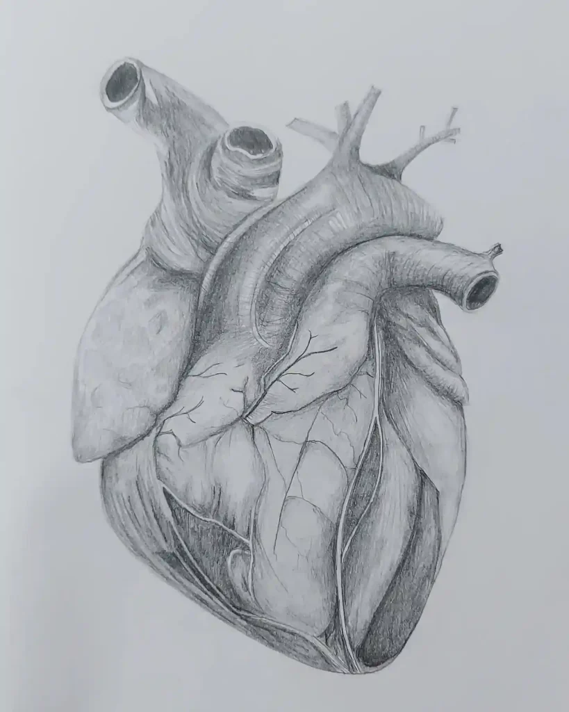 19 Human Heart Drawing Ideas: The Ultimate Guide to Anatomical ...